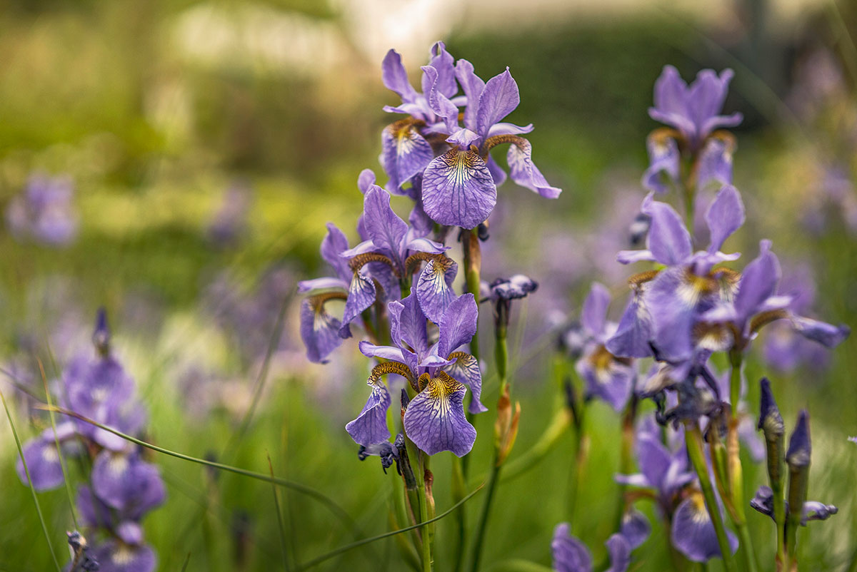 Shooting the 2014 RHS Chelsea Flower Show with Leica M 240 and 50mm f/0 ...